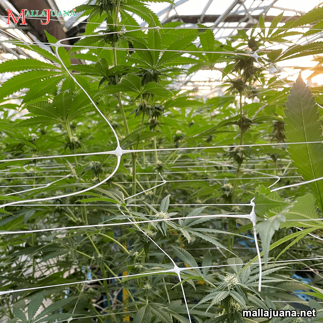 Malla De Tutoreo SCROG Para Plantas Florales Y Medicinales - MallaJuana SCROG netting / SOG ...